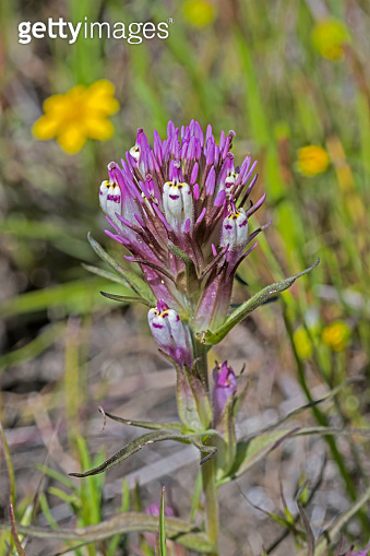 Castilleja densiflora is a herbaceous flowering plant species known by ...