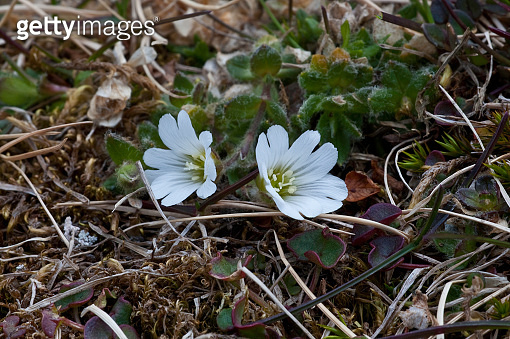Arctic Mouse Ear Chickweed, Cerastium arcticum, Spitsbergen Island ...