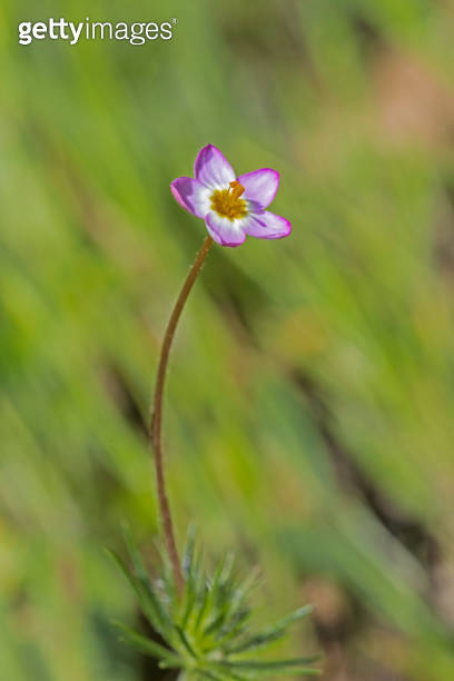 Leptosiphon bicolor (syn. Linanthus bicolor), known as True Babystars ...