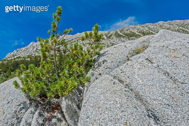 Pinus albicaulis, with many common names including whitebark pine ...