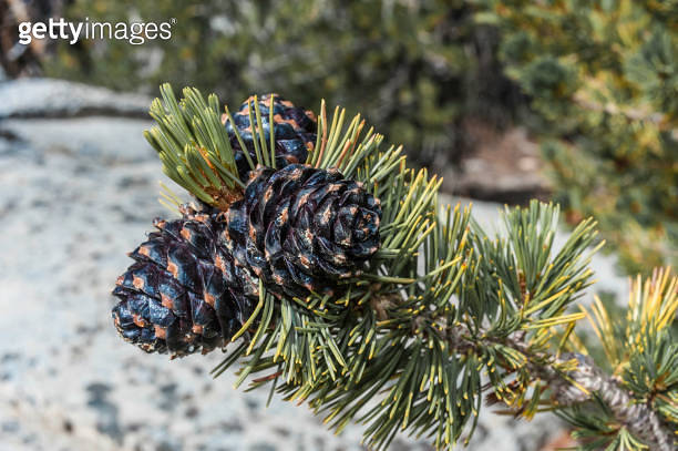Pinus albicaulis, whitebark pine, white pine, pitch pine, scrub pine ...