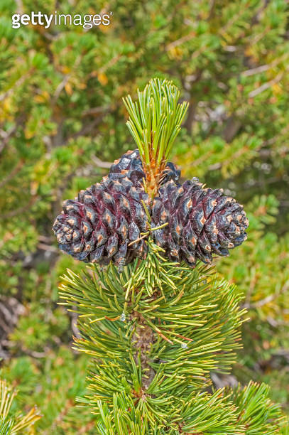 Pinus albicaulis, whitebark pine, white pine, pitch pine, scrub pine ...