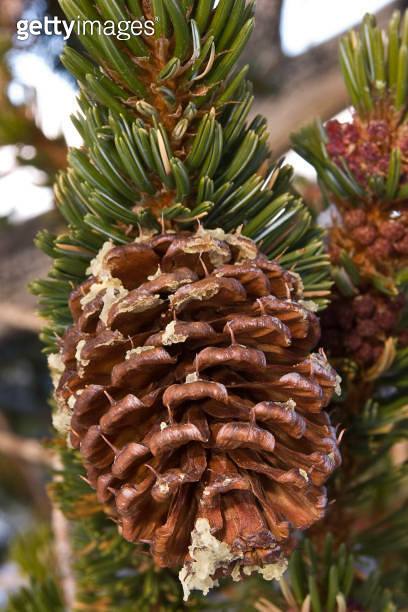 Mature Cone of Pinus longaeva; Mature Cone of Bristlecone Pine; Ancient ...