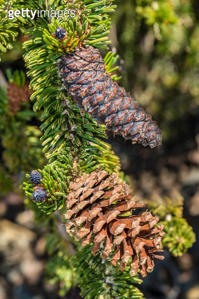 Mature Cone of Pinus longaeva; Mature Cone of Bristlecone Pine; Ancient ...