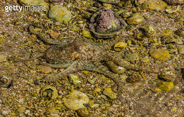 Two-spot Octopus (Octopus bimaculoides), also known as the "Bimac ...