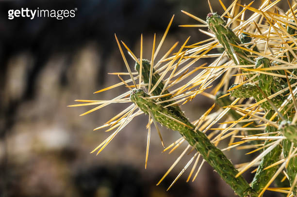 Pencil Cactus, Opuntia ramosissima, Joshua Tree National Park ...