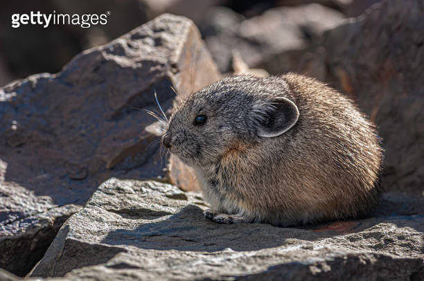 American Pika; Ochotona princeps; White Mountains of California ...