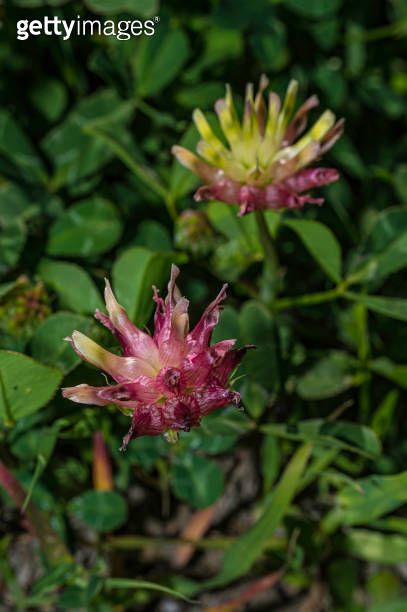 Trifolium fucatum is a species of clover known by the common names bull ...