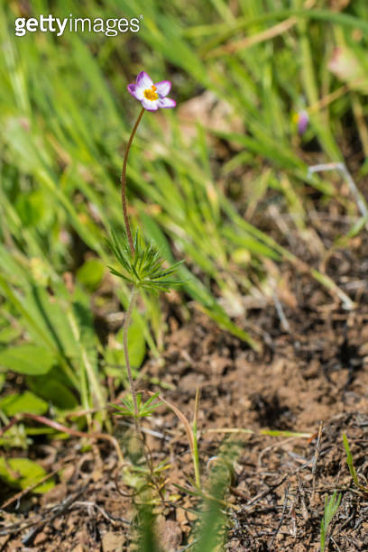 Leptosiphon bicolor (syn. Linanthus bicolor), known as True Babystars ...