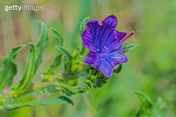 Echium plantagineum, purple viper's-bugloss, Santa Rosa Plain Vernal ...