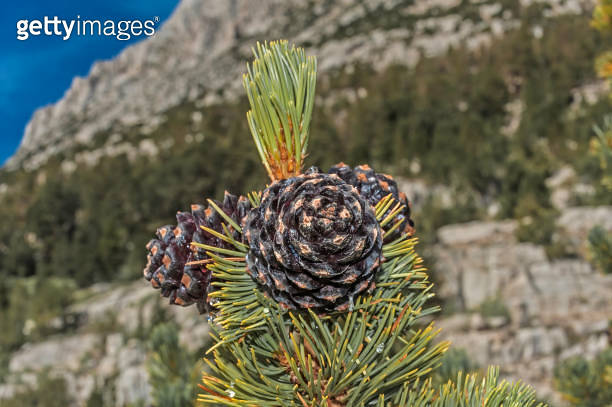 Pinus albicaulis, whitebark pine, white pine, pitch pine, scrub pine ...