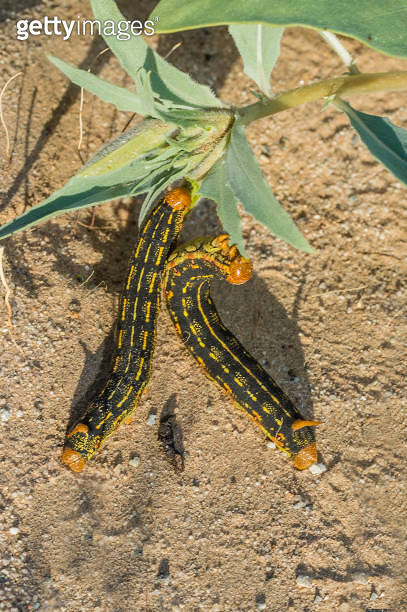 White-lined sphinx moth larva; Hyles lineata; Joshua Tree National Park ...