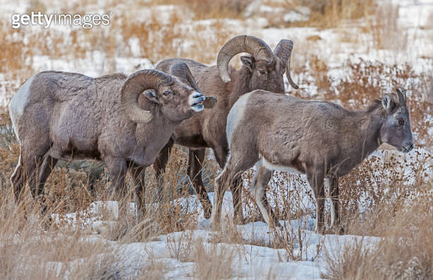 Bighorn Sheep in the winter, Ovis canadensis, Yellowstone National Park ...