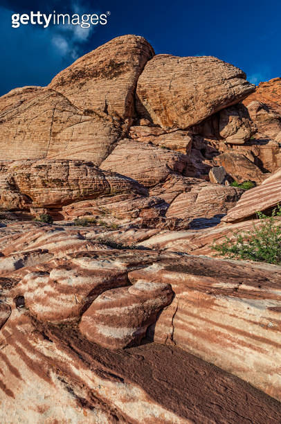 Chinch-weed, Pectis papposa papposa, Red Rock Canyon National ...