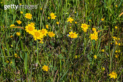 Lasthenia gracilis, needle goldfields, is an annual plant with yellow ...