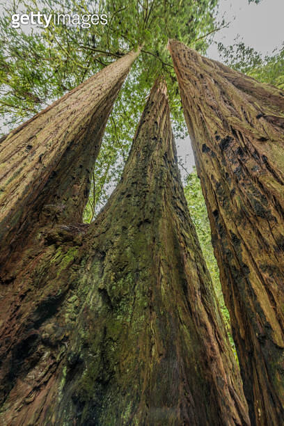 Coast Redwood Tree, Sequoia sempervirens is the sole living species of ...