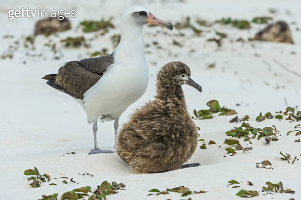 Laysan Albatross, Phoebastria immutabilis, is a large seabird that ... Laysan Albatross, Phoebastria immutabilis, is a large seabird that ...