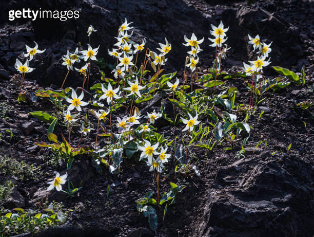 Erythronium helenae is a species of flowering plant in the lily family ...