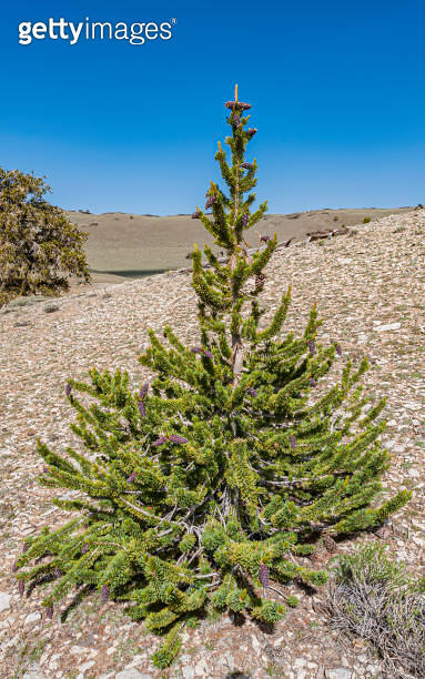 Young Bristlecone Pine Tree, Pinus longaeva, White Mountains of ...