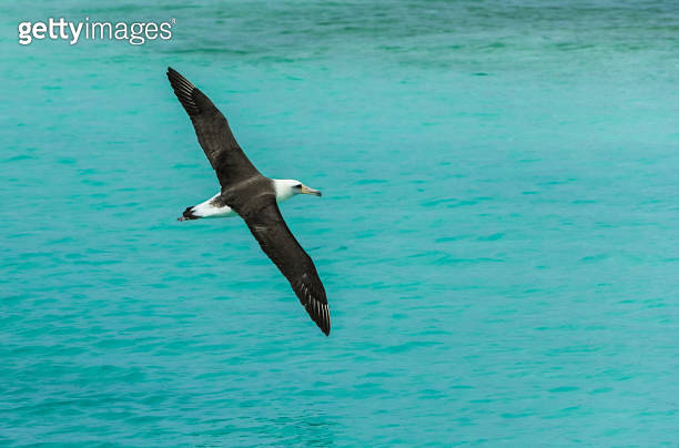 The Flying Laysan Albatross, Phoebastria immutabilis, is a large ... The Flying Laysan Albatross, Phoebastria immutabilis, is a large ...