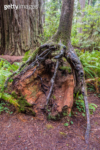 this octopus tree root of a Western Hemlock is growing on a nurse tree ...