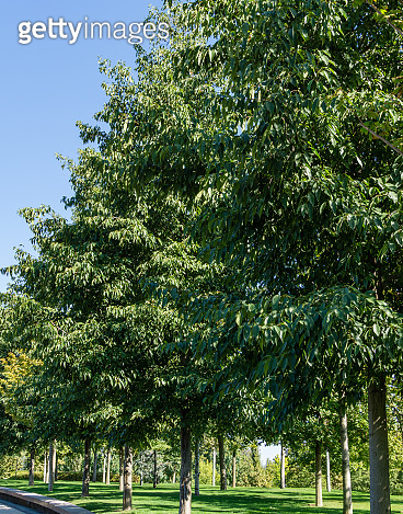 Rows of East Asian or Japanese Alder Tree (Alnus japonica) in city park ...