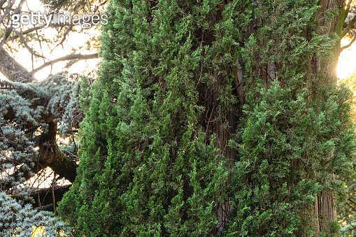 Mediterranean cypress (Cupressus sempervirens) or Italian cypress ...