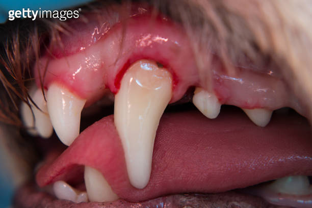 close-up photo of a dog mouth with periodontitis (1206040625) - 게티이미지뱅크