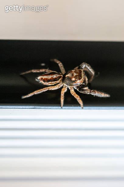Common small jumping house spider close up shot on kitchen window ...