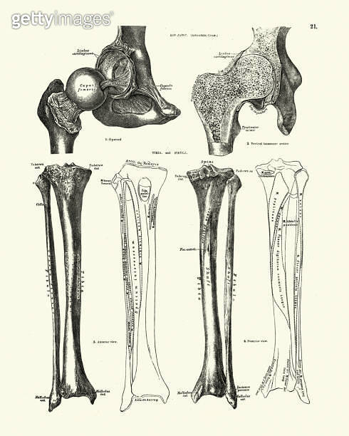 Human bones, hip joint, tibia, femur, Victorian anatomical drawing ...