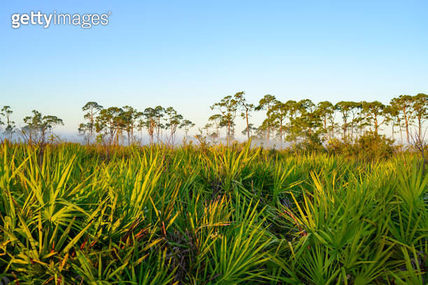 Green Saw Palmetto and Florida Pine Tree Landscape in Naples Florida ...