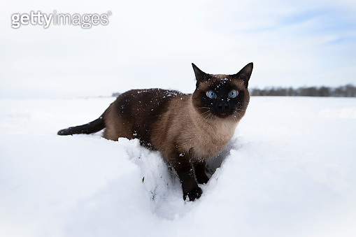Cat in winter. Siamese cat walks on snowdrifts. 이미지 (1282260655) - 게티이미지뱅크