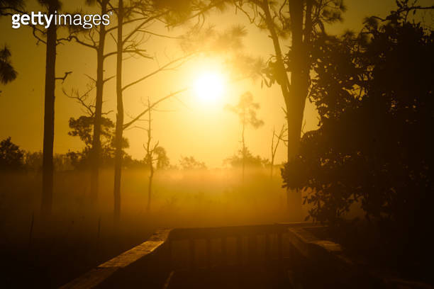Orange Sunrise Over Foogy Briggs Boardwalk Trail Through Florida Pine ...