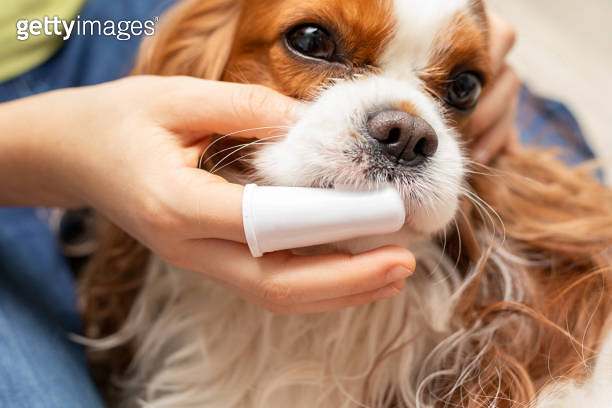 Home cleaning of teeth Cute dog Cavalier King Charles Spaniel. Taking ...