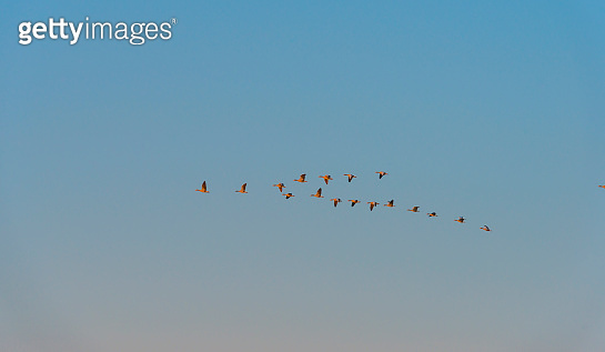 Geese flying in a colorful sky at sunrise in an early morning at fall ...