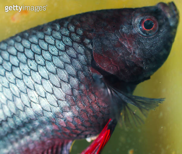 Close up macro of a maroon and blue Siamese fighting fish in a home ...