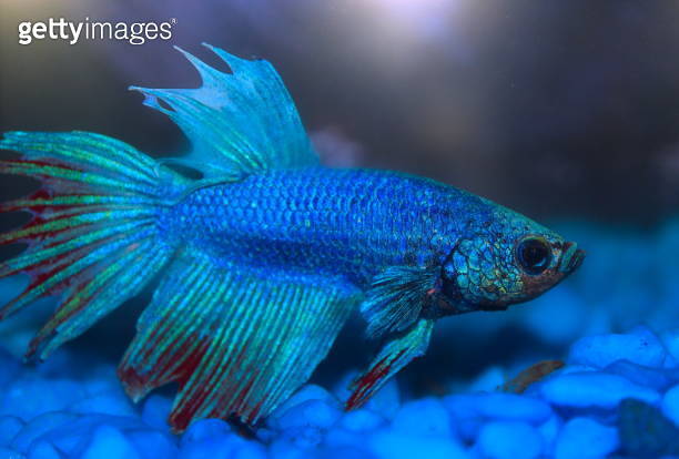 Turquoise and Blue Siamese fighting fish in a home aquarium Beta fish ...