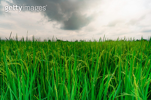 Green rice paddy field. Rice plantation. Organic jasmine rice farm in ...