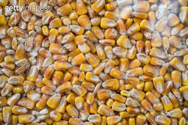 Corn texture. Yellow corns as background. Maize grains texture ...