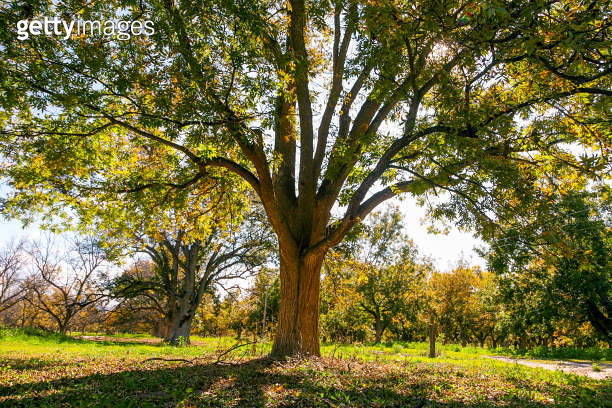 A beautiful walnut tree in a walnut forest in the state of Coahuila in ...