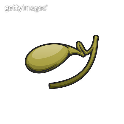 Human gallbladder, choler vector icon 이미지 (1206573658) - 게티이미지뱅크