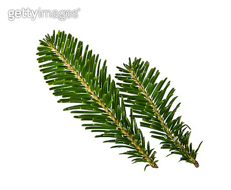 Close up branch of green spruce tree isolated 이미지 (1267667203) - 게티이미지뱅크