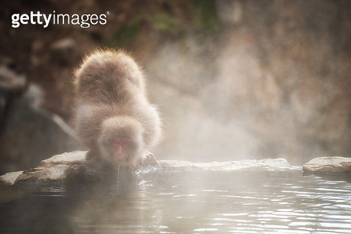 Japanese Snow monkey drink hot spring water (1200525273) - 게티이미지뱅크