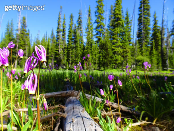 Anthony Lake Beauty in Oregon 이미지 (1257309645) - 게티이미지뱅크