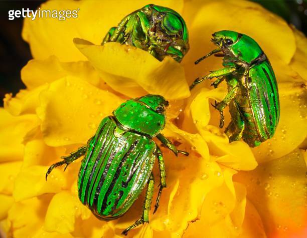 macro group of metallic glorious scarab (Chrysina gloriosa) beetles 이미지 ...