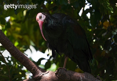 southern bald ibis (Geronticus calvus) bird perched 이미지 (1265318125 ...
