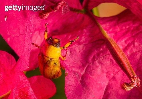 closeup Northern Masked Chafer (Cyclocephala borealis) beetle climbing ...