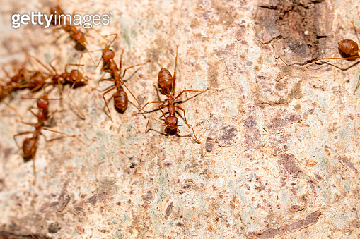 Many red ants were fighting fierce to protect the territory in the top ...