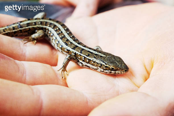 Teenage boy holding a skink lizard in the palm of his hand 이미지 ...