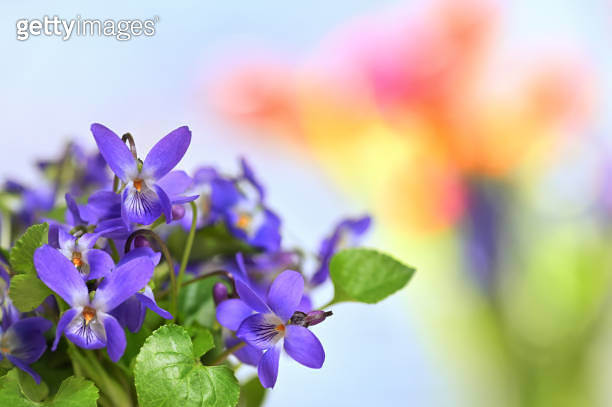 Details of Violets (Viola Odorata) In A Vase 이미지 (1210792253) - 게티이미지뱅크